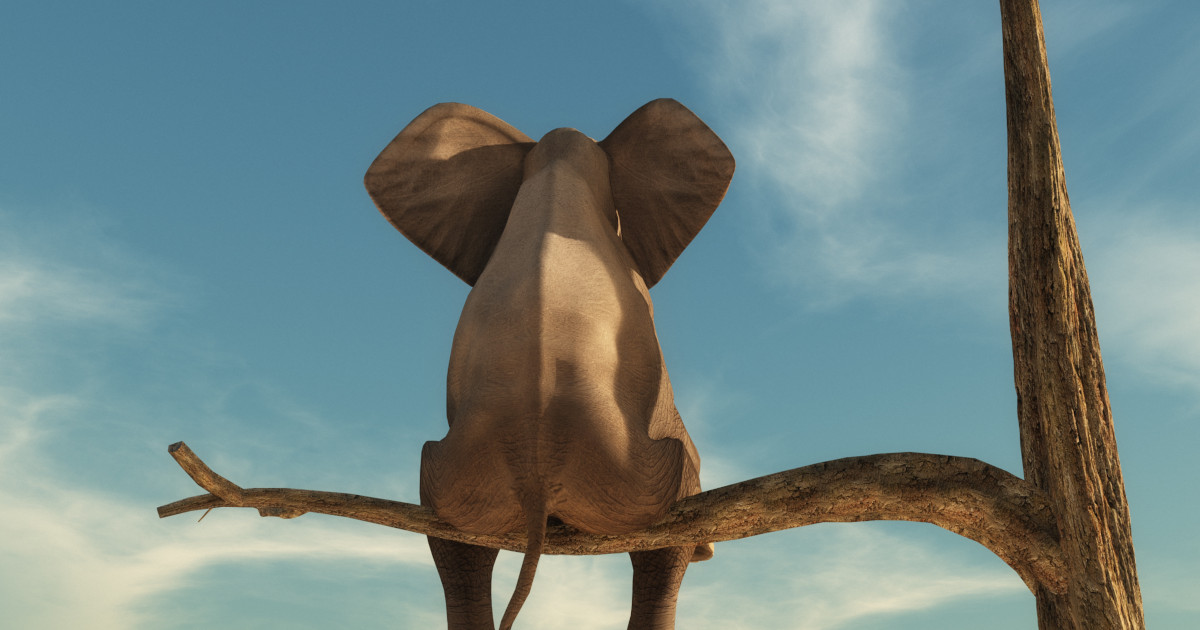 Get Out On The Limb Cathy s Blog